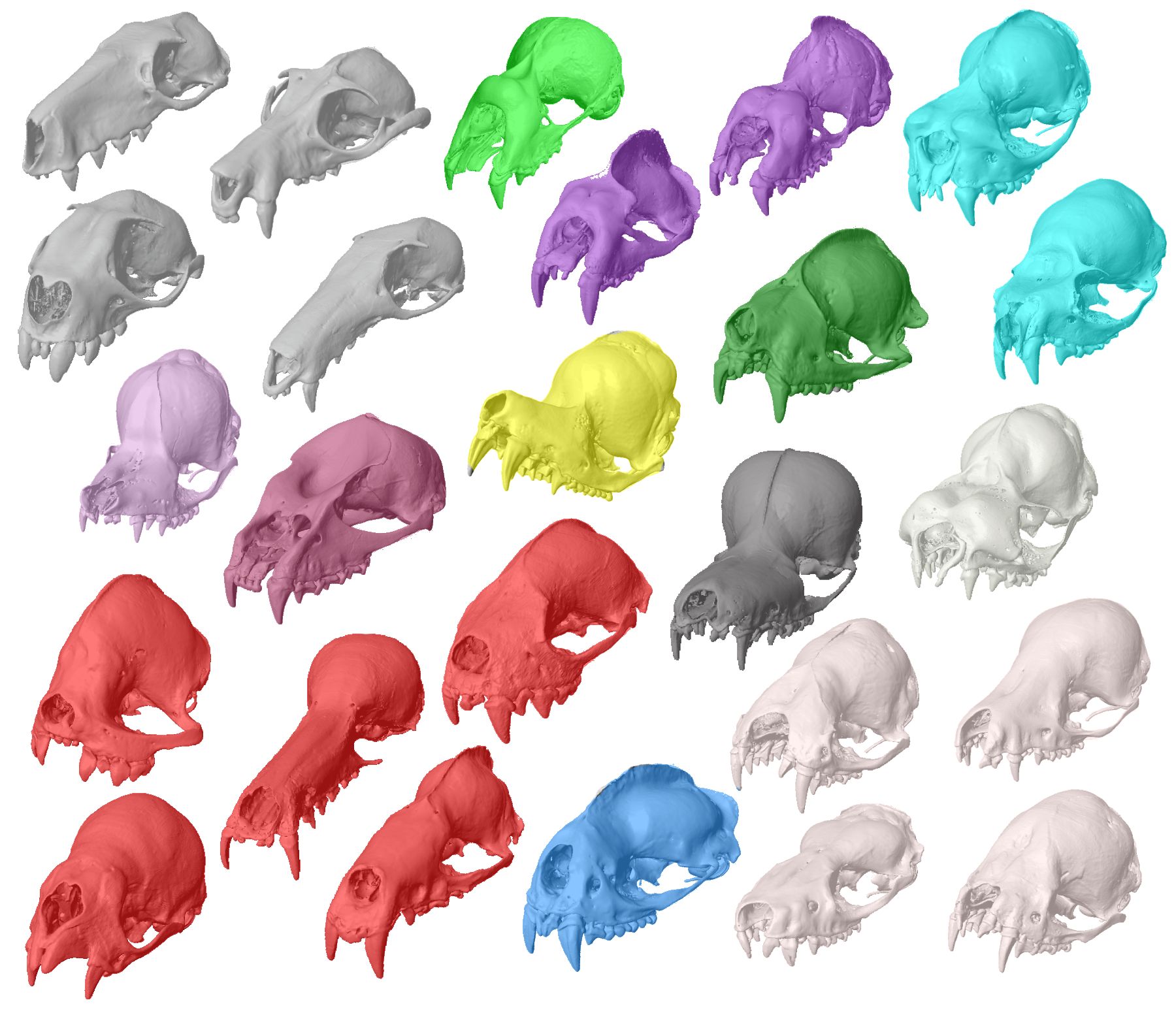 Bat Macroevolution – Dr. Jessica Arbour